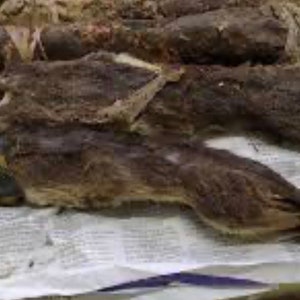Okete Dried Giant Rat Fresh From Nigeria - Etsy
