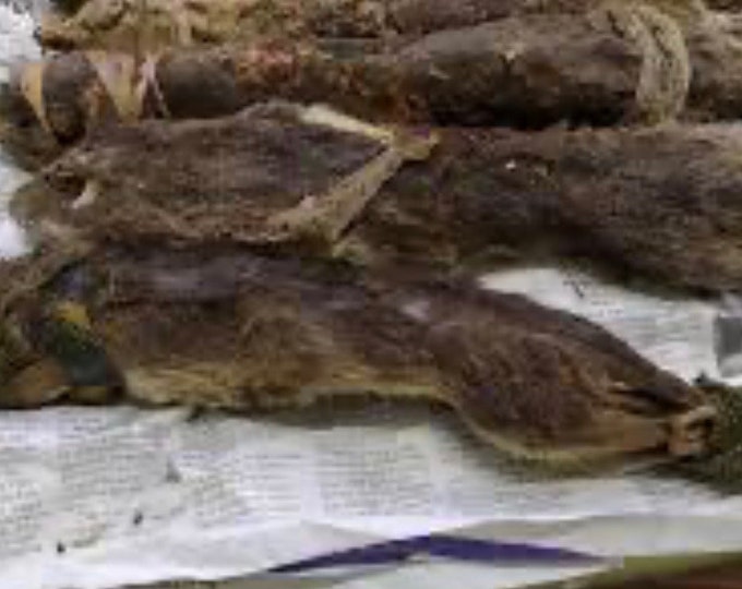 Okete… Dried Giant Rat… Fresh From Nigeria - Etsy