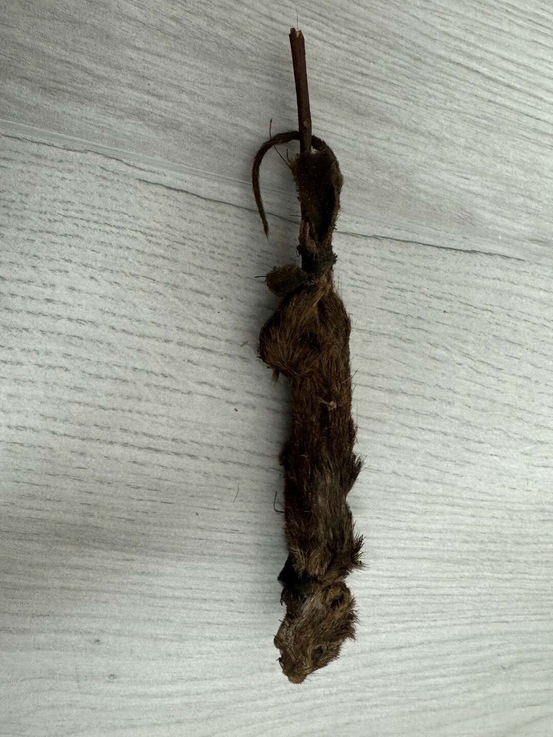 Eku Ifa Dried Rat for Ifa. - Etsy