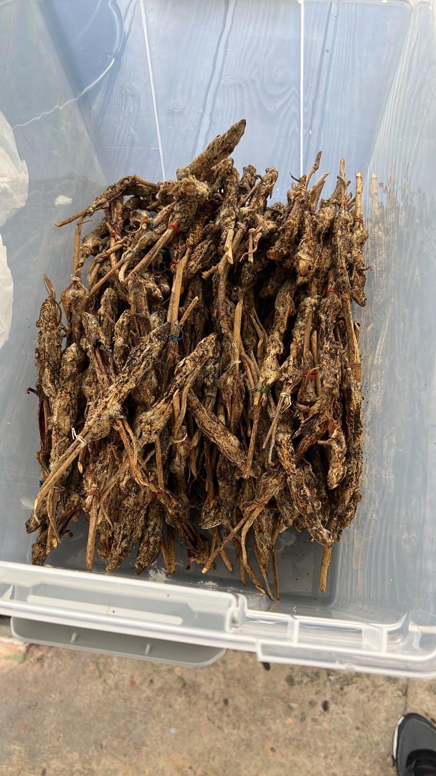 Eku Ifa Dried Rat for Ifa. - Etsy