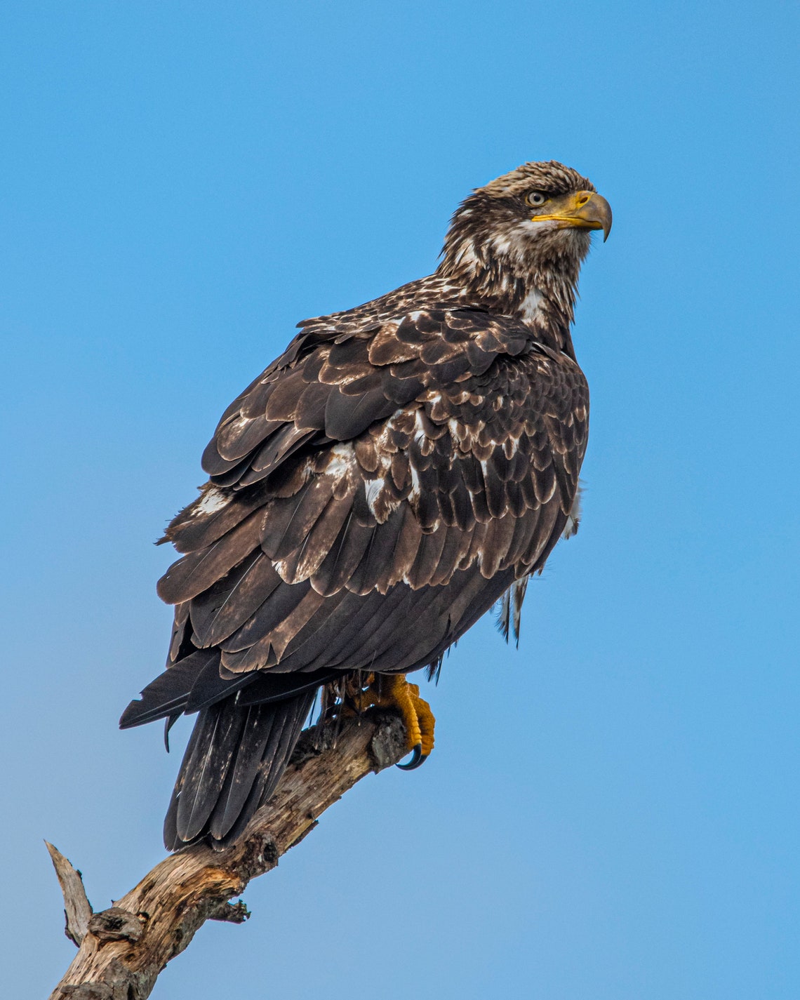 Bald Eagle Print | Bird Photography | Nature Wall Art | Wildlife ...