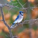 Blue Jay Print | Bird Photography | Nature Wall Art | Wildlife ...