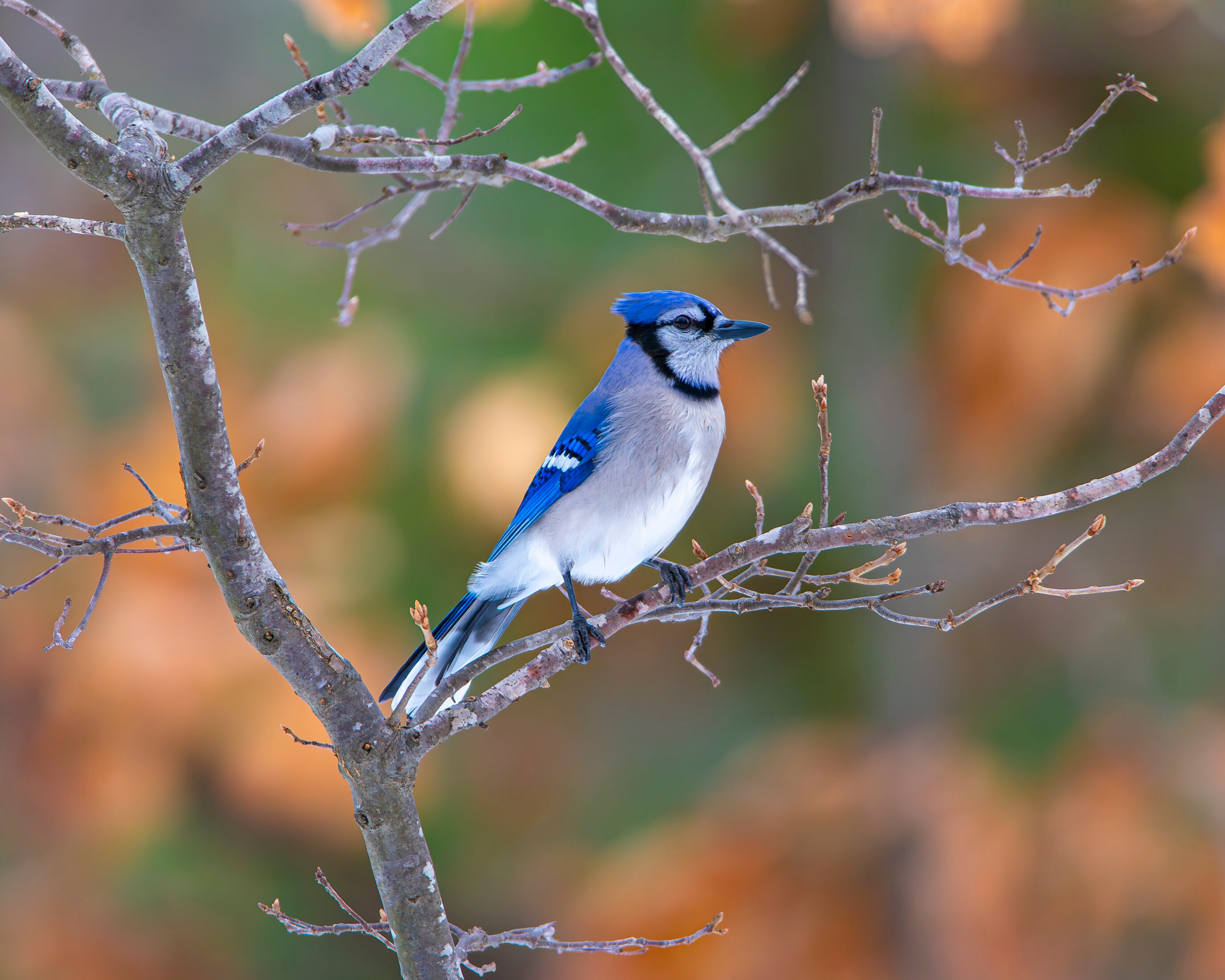Blue Jay Print | Bird Photography | Nature Wall Art | Wildlife ...