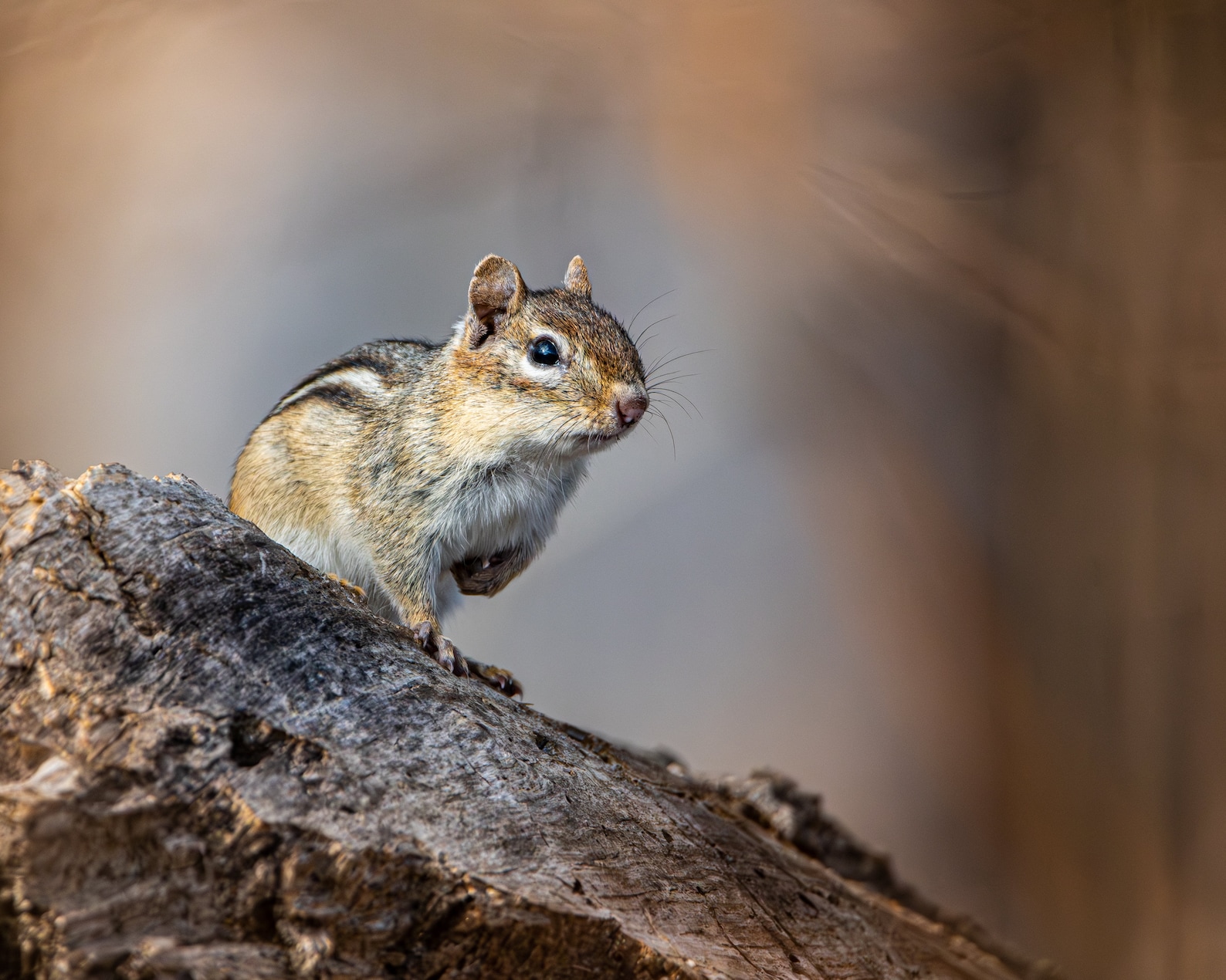 Chipmunk Print | Wildlife Photography | Nature Landscape | Chipmunk ...