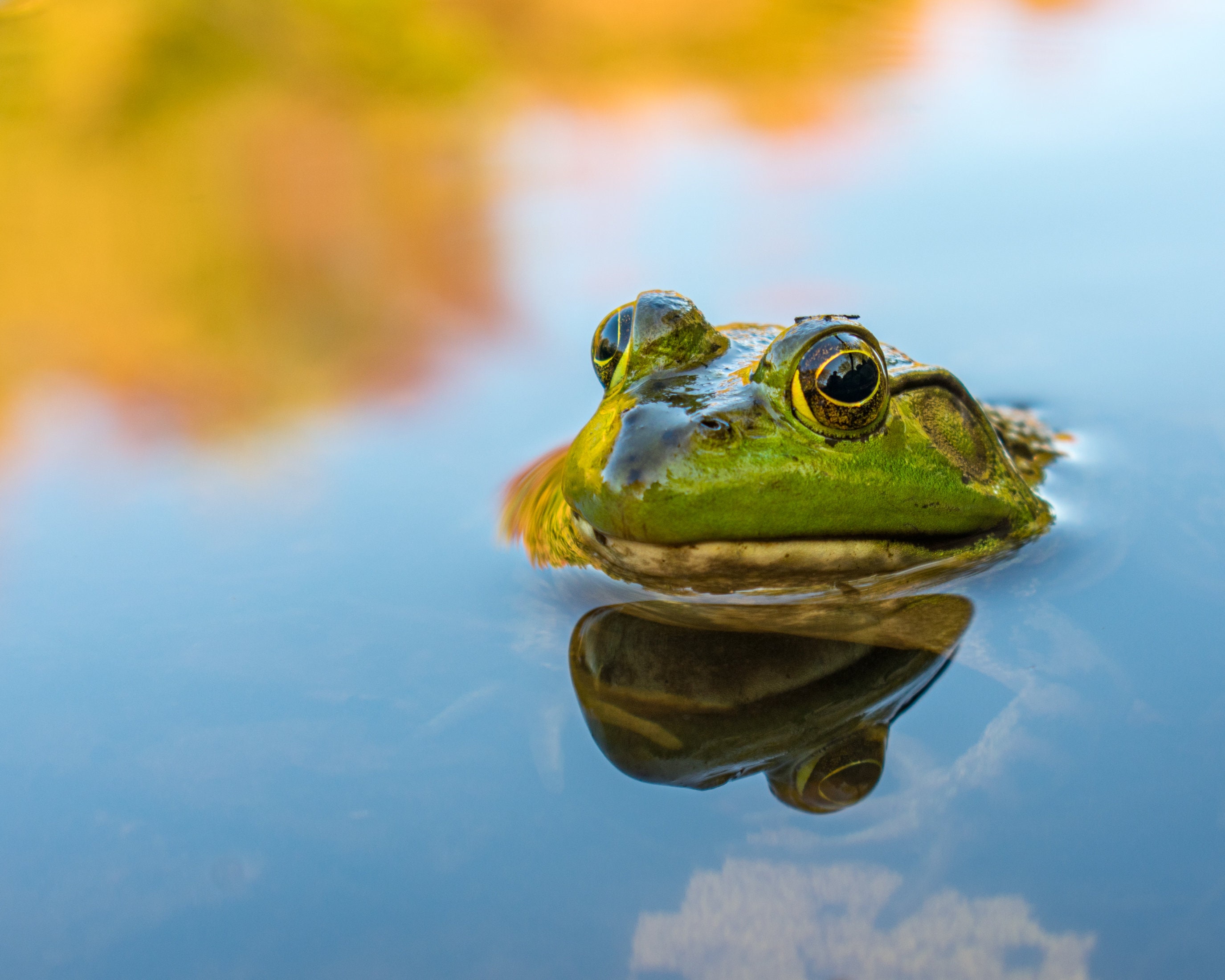 Frog Print | Wildlife Photography | Nature Landscape | Frog Wall Art ...