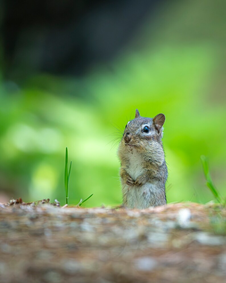 Chipmunk Print | Wildlife Photography | Nature Landscape | Chipmunk ...