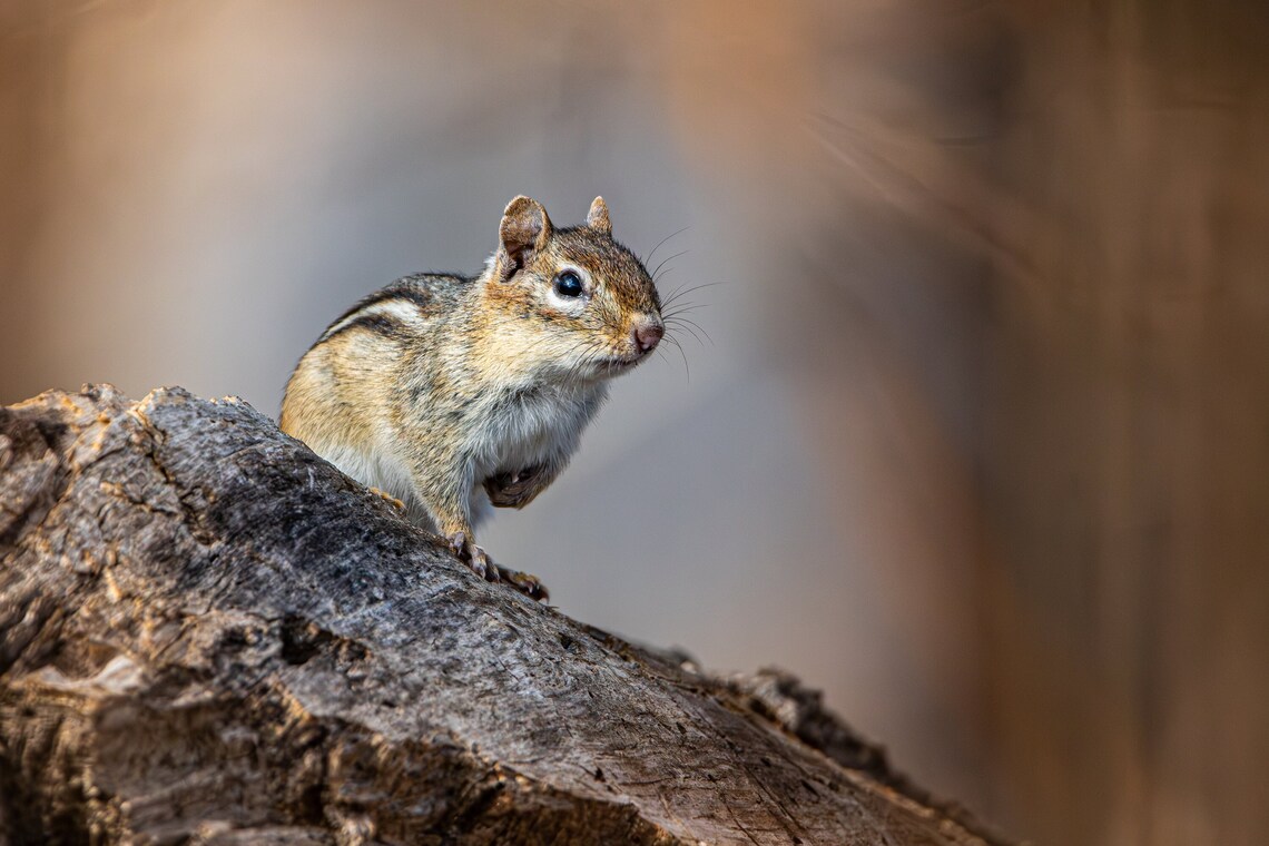Chipmunk Print | Wildlife Photography | Nature Landscape | Chipmunk ...