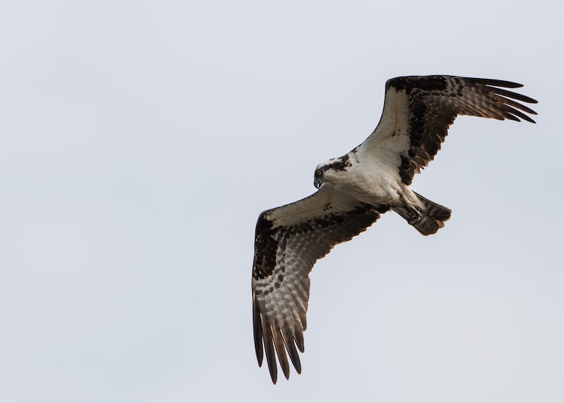 Osprey Print | Bird Photography | Nature Wall Art | Wildlife Landscape ...