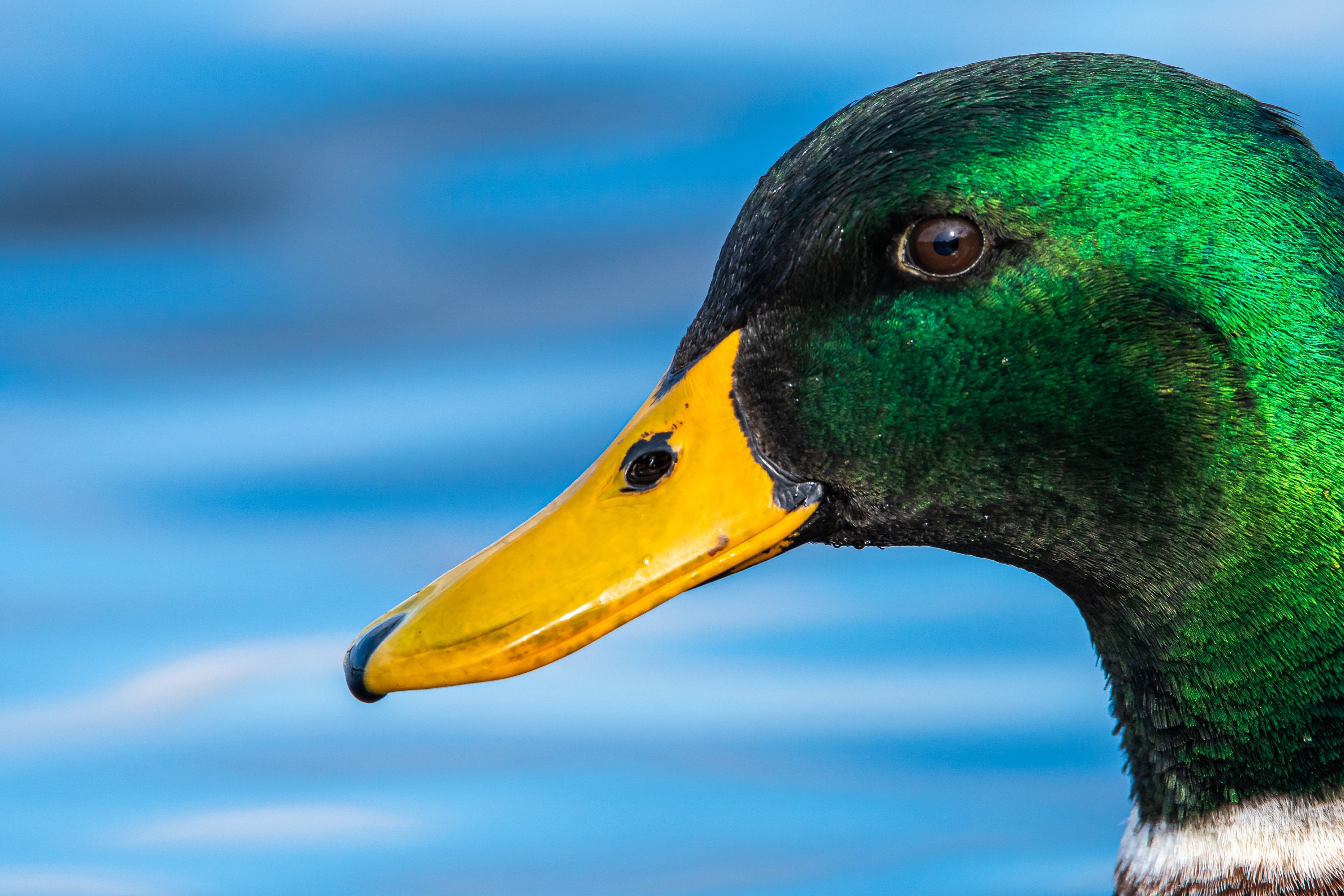 Mallard Duck Print | Bird Photography | Nature Wall Art | Wildlife ...