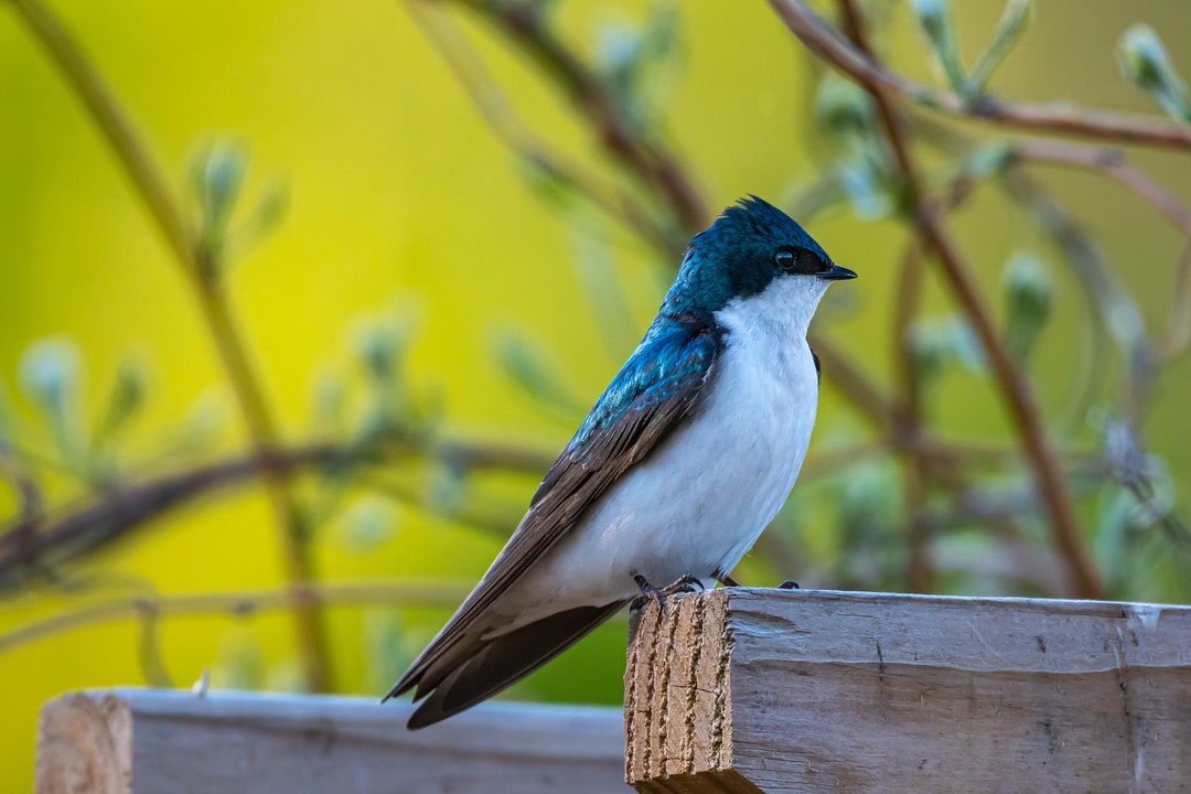 Tree Swallow Print | Bird Photography | Nature Wall Art | Wildlife ...