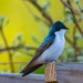 Tree Swallow Print | Bird Photography | Nature Wall Art | Wildlife ...