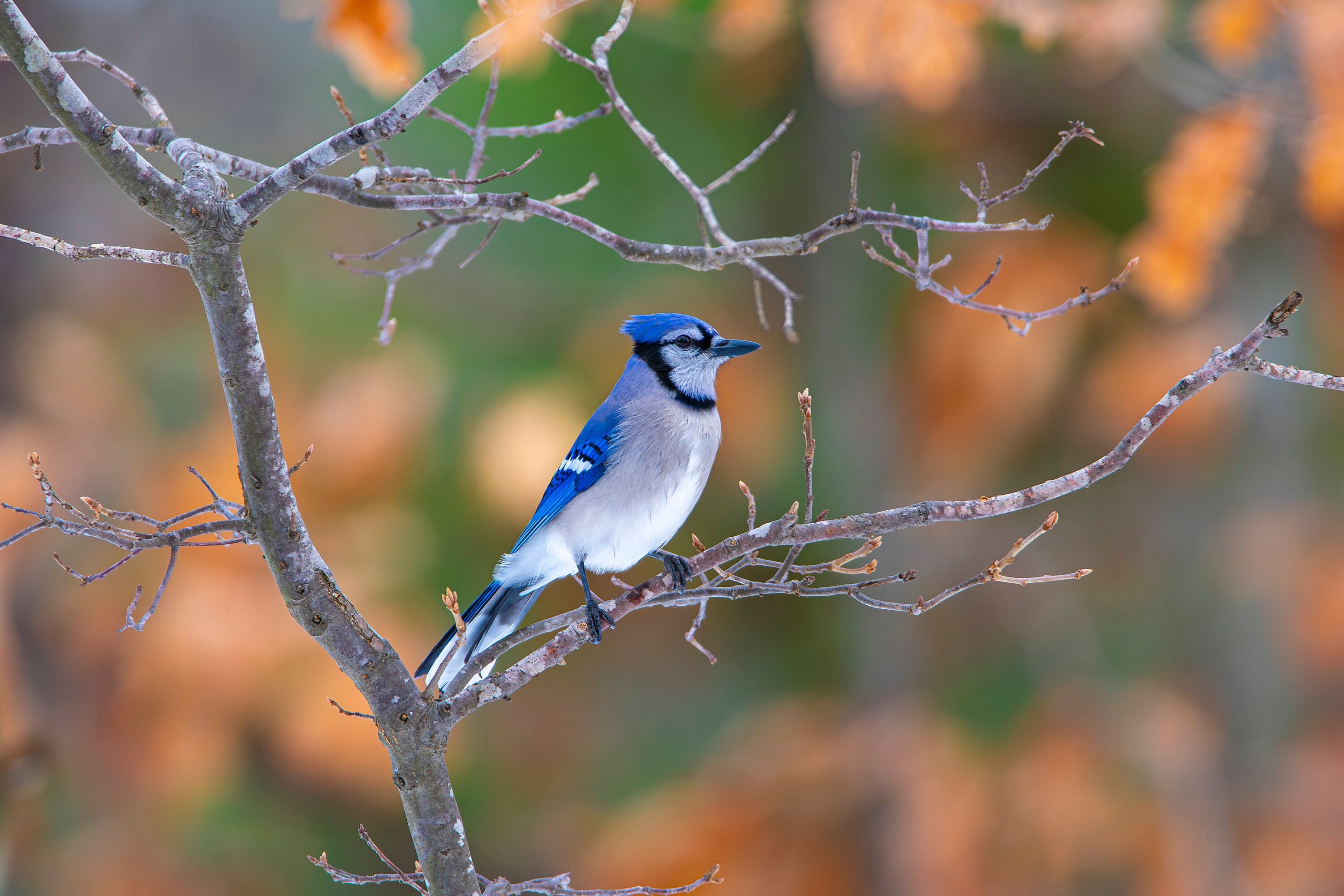 Blue Jay Print | Bird Photography | Nature Wall Art | Wildlife ...