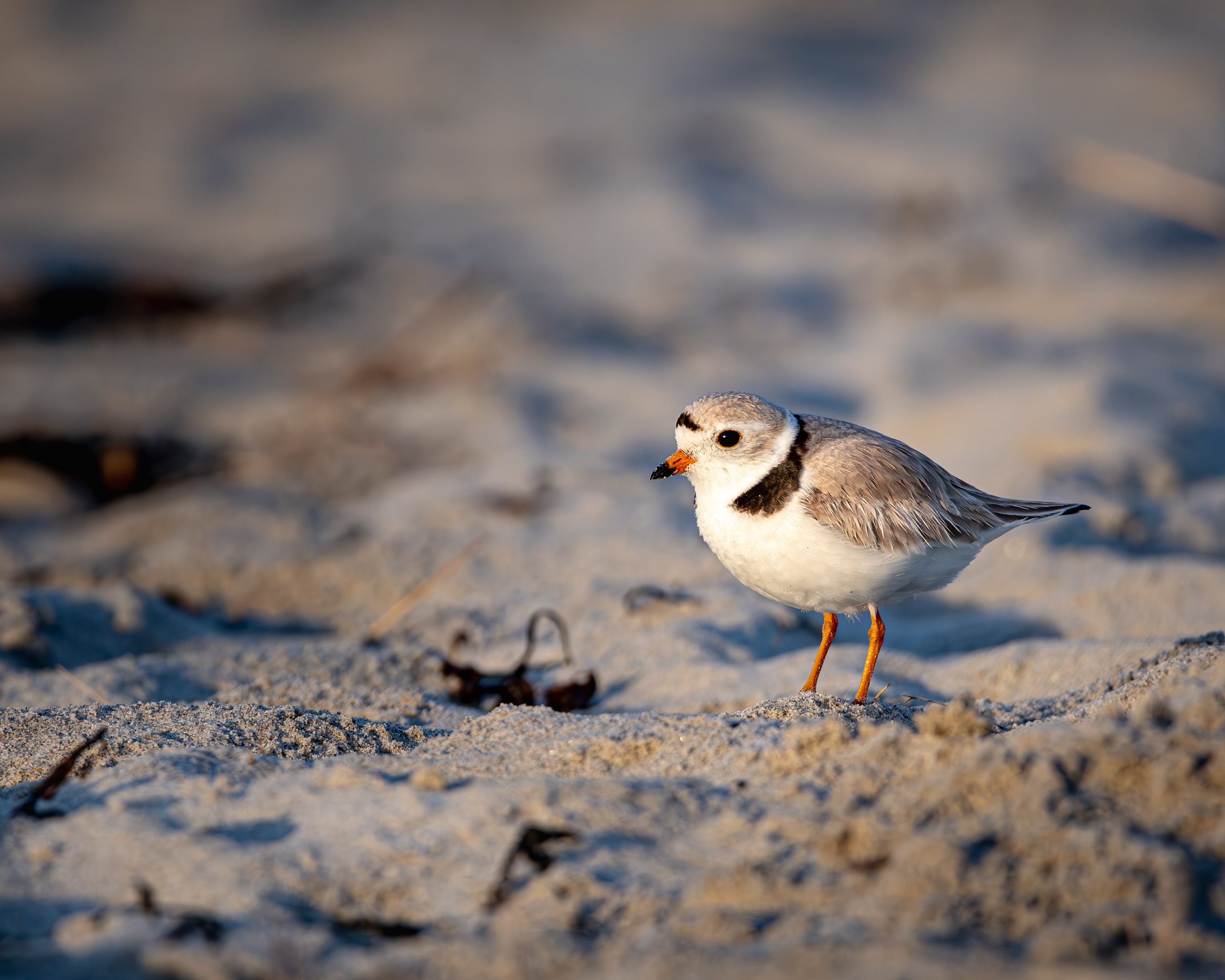 Piping Plover Print | Bird Photography | Nature Wall Art | Wildlife ...