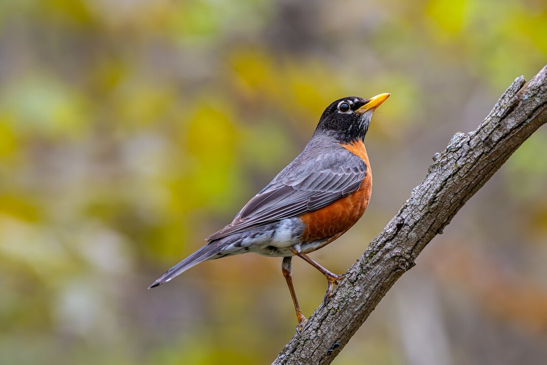Robin Print | Bird Photography | Nature Wall Art | Wildlife Landscape ...