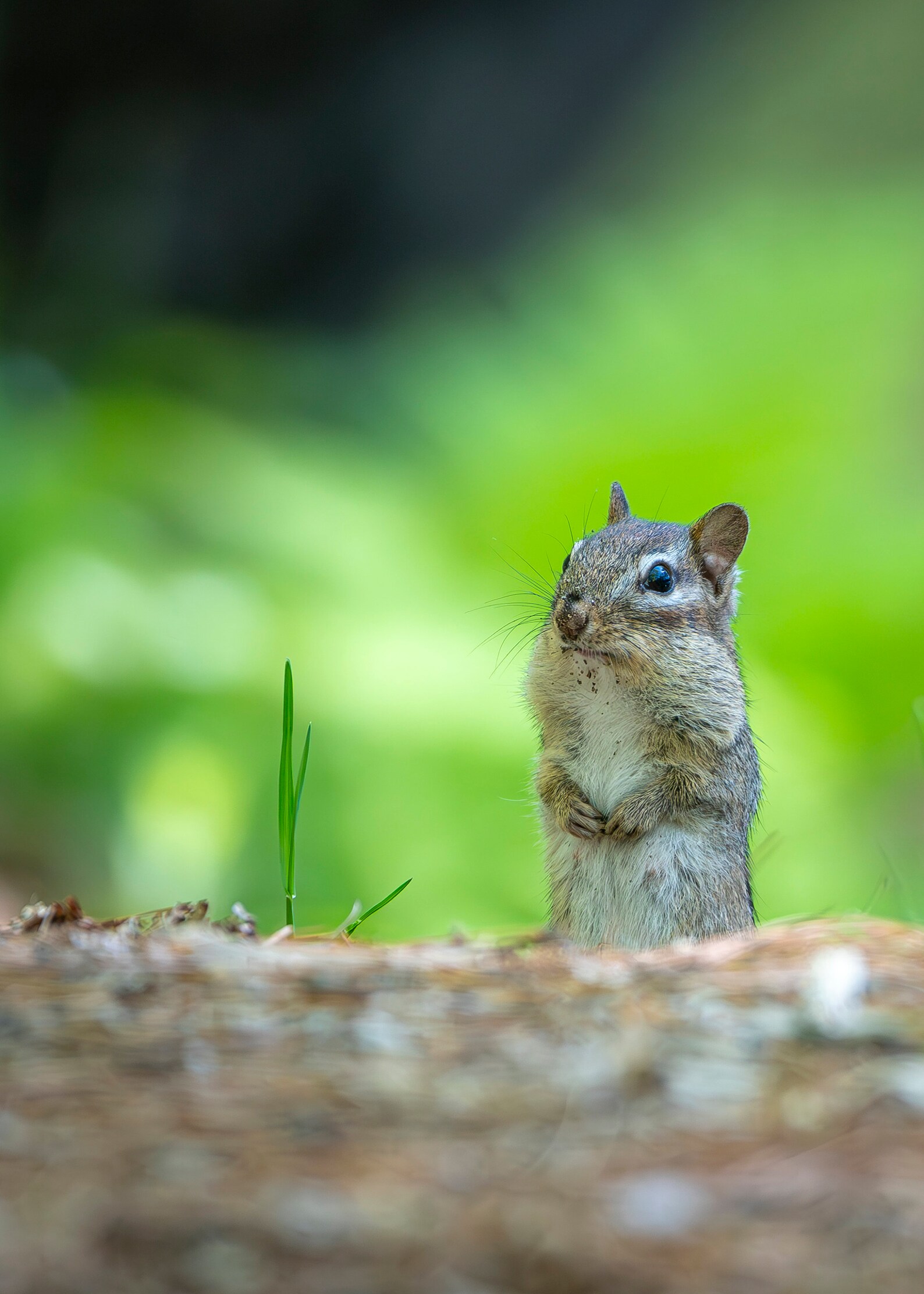 Chipmunk Print | Wildlife Photography | Nature Landscape | Chipmunk ...
