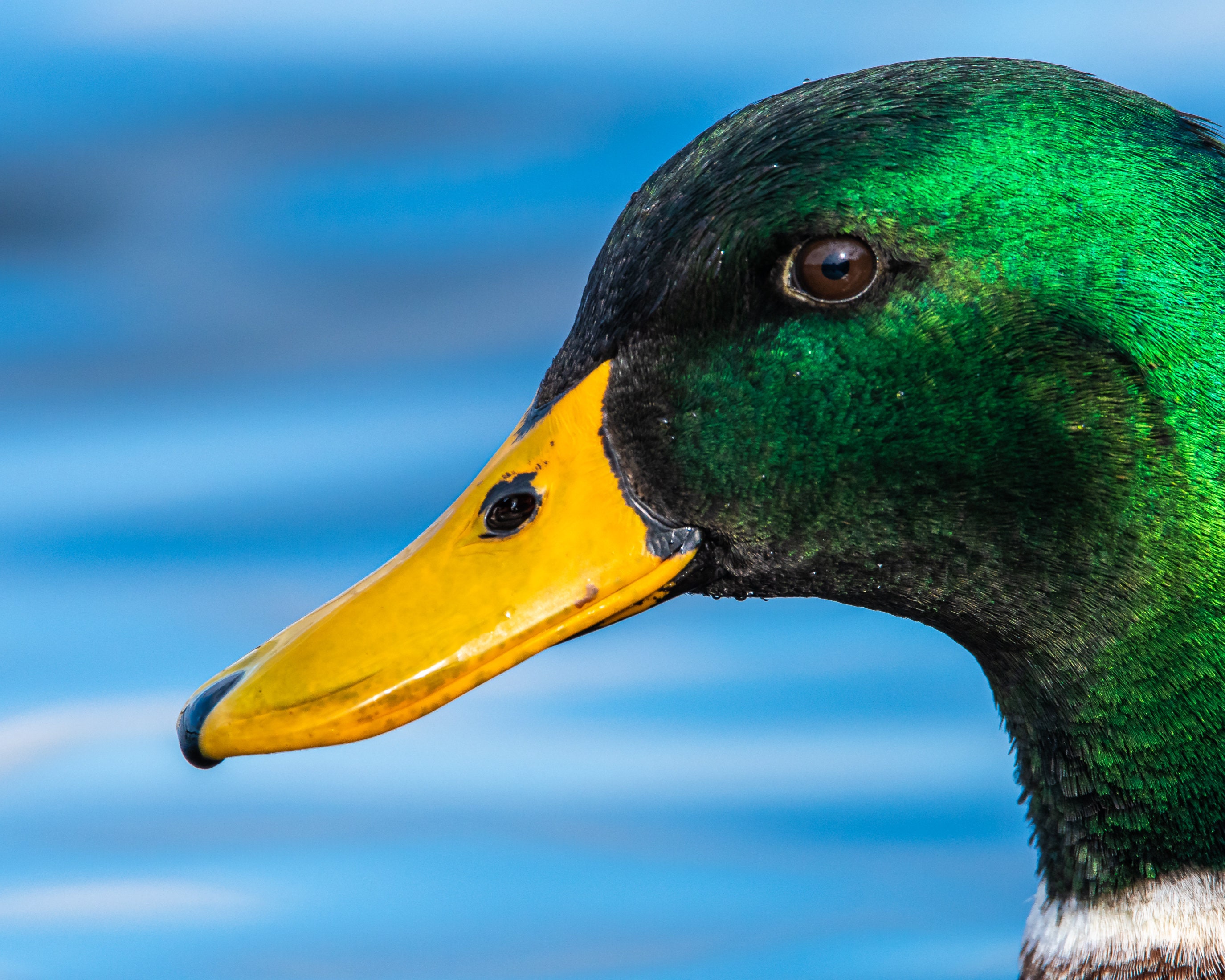 Mallard Duck Print | Bird Photography | Nature Wall Art | Wildlife ...