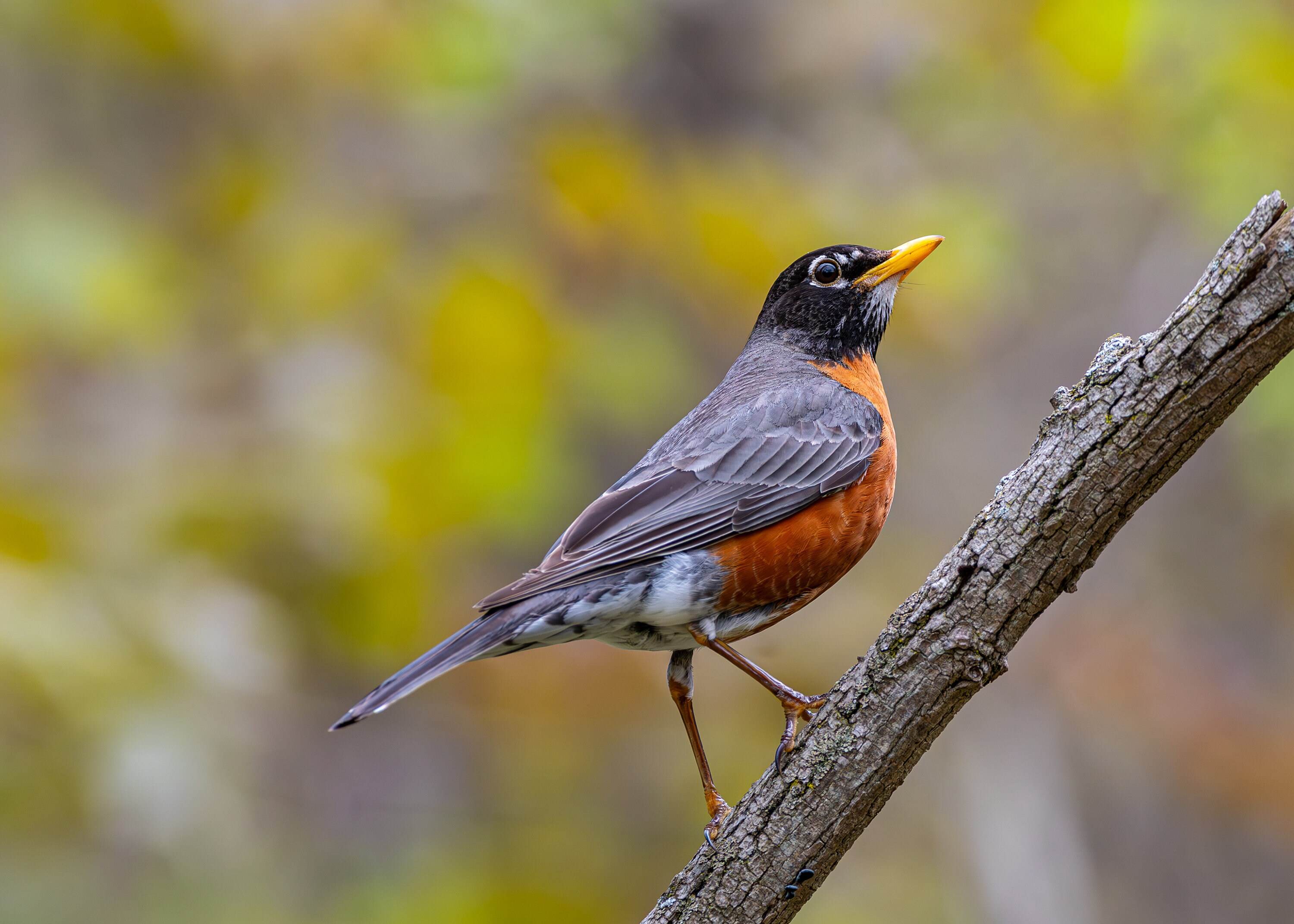 Robin Print | Bird Photography | Nature Wall Art | Wildlife Landscape ...