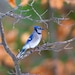 Blue Jay Print | Bird Photography | Nature Wall Art | Wildlife ...