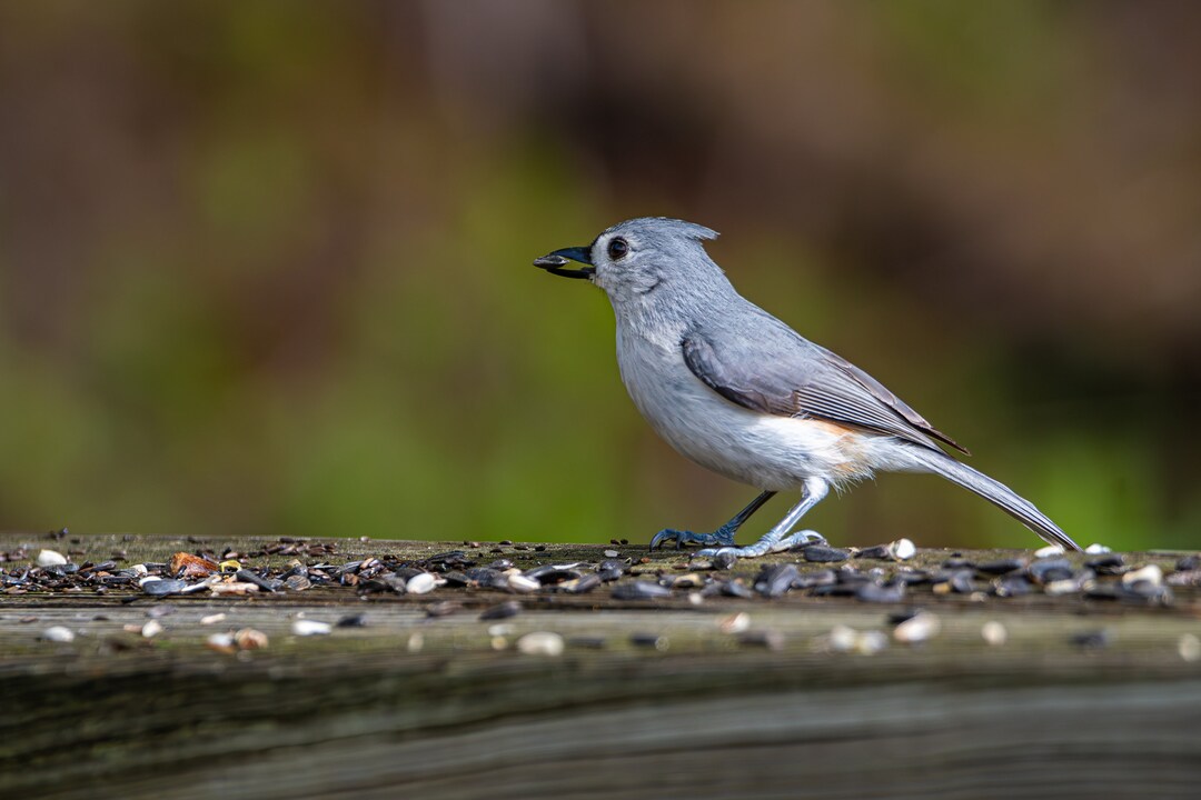 Tufted Titmouse Print | Bird Photography | Nature Wall Art | Wildlife ...