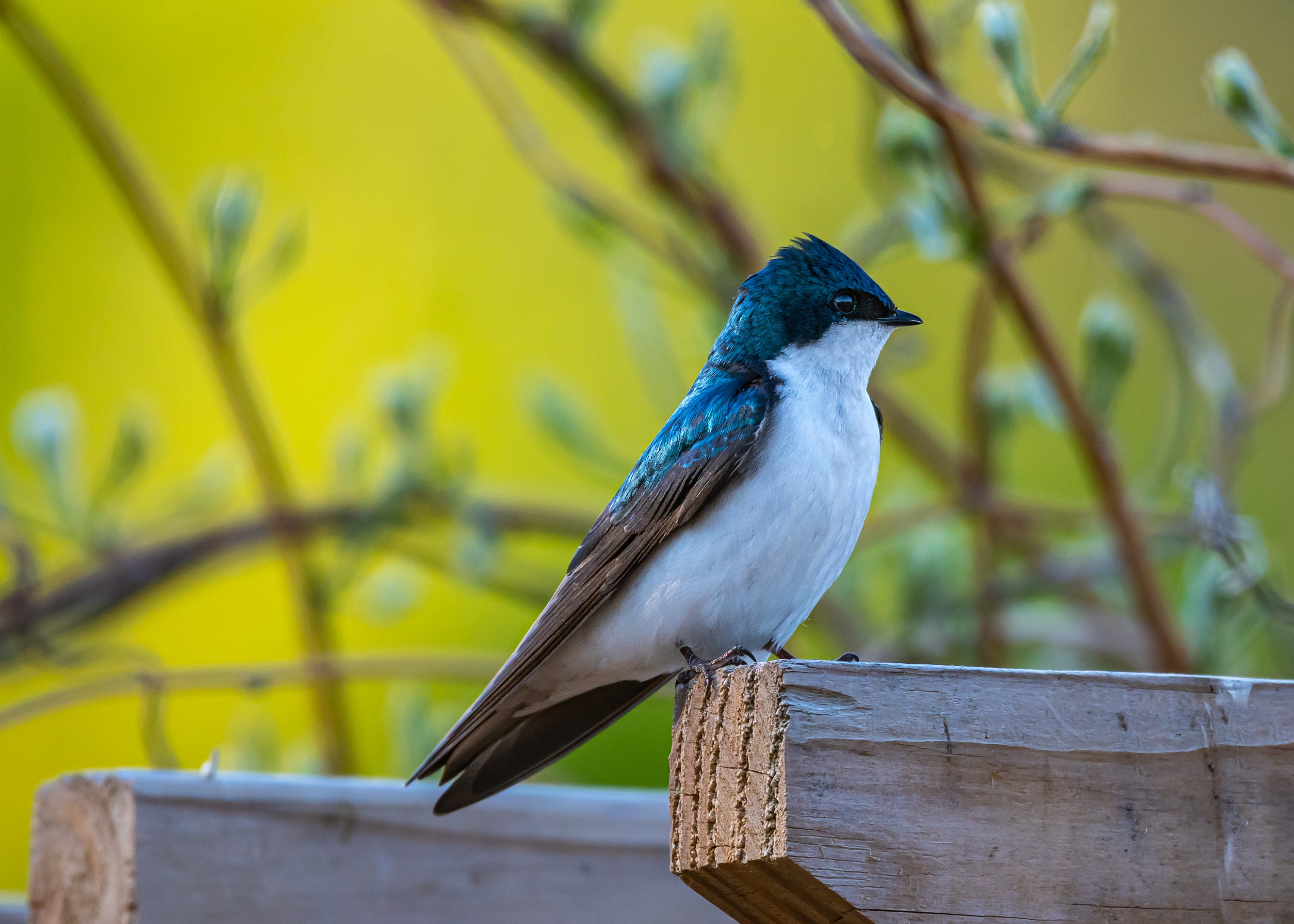 Tree Swallow Print | Bird Photography | Nature Wall Art | Wildlife ...