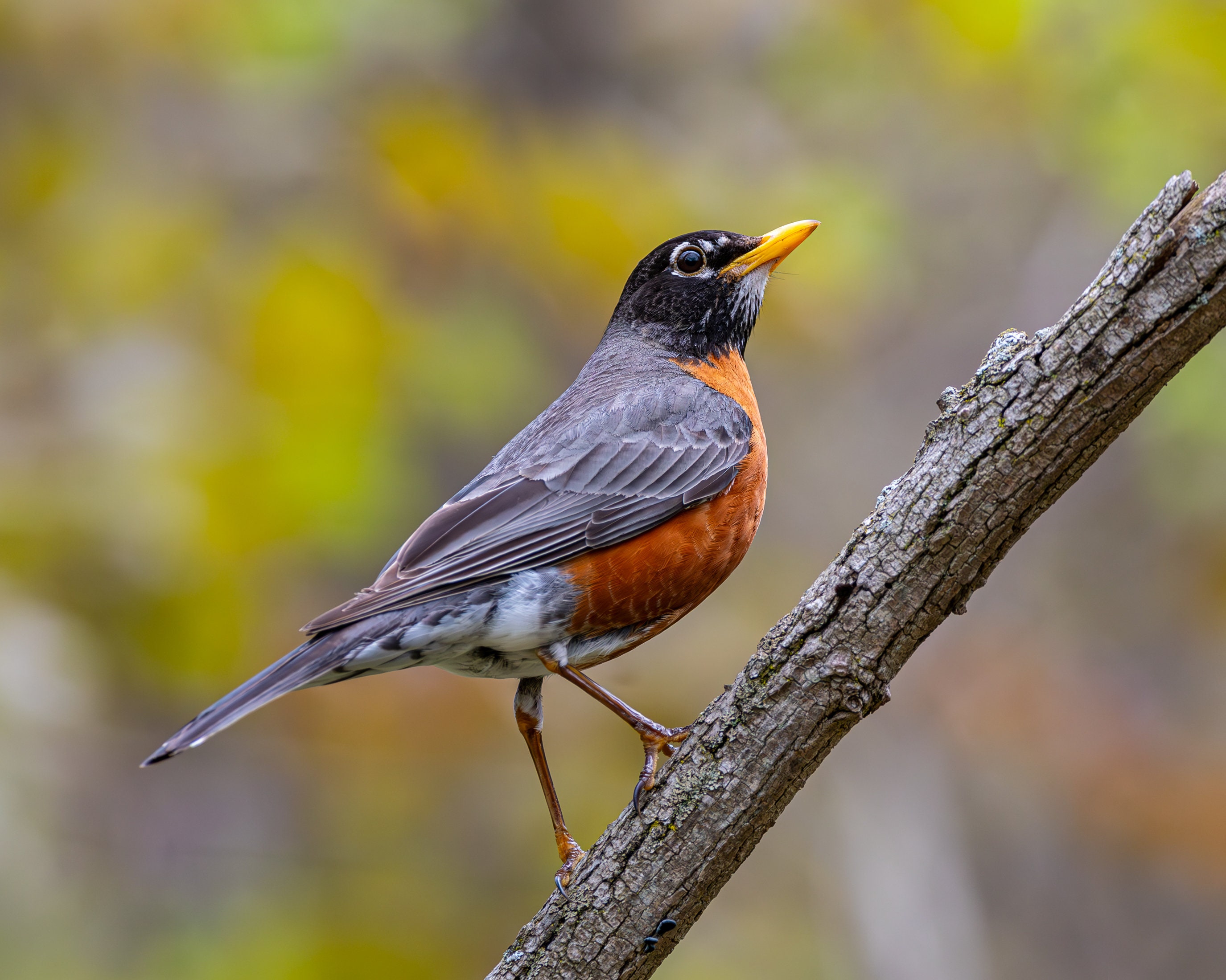 Robin Print | Bird Photography | Nature Wall Art | Wildlife Landscape ...