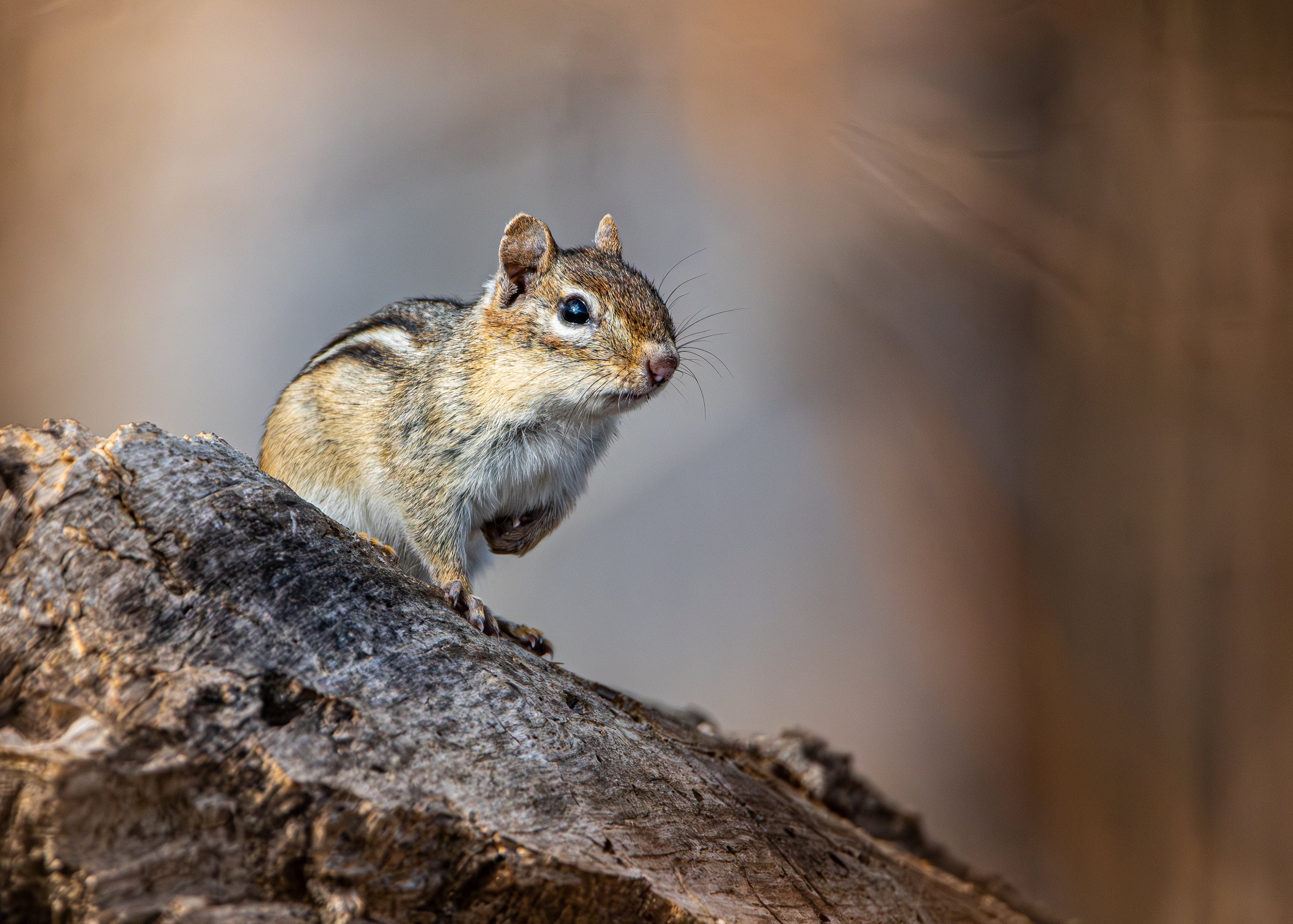Chipmunk Print | Wildlife Photography | Nature Landscape | Chipmunk ...