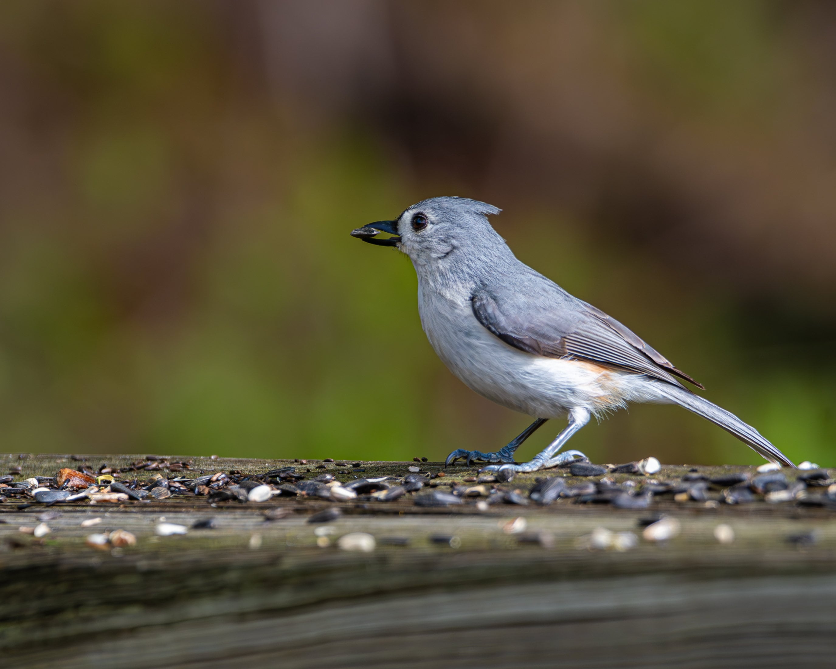 Tufted Titmouse Print | Bird Photography | Nature Wall Art | Wildlife ...