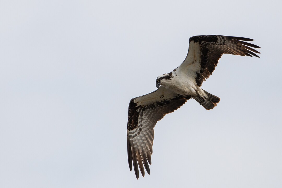 Osprey Print | Bird Photography | Nature Wall Art | Wildlife Landscape ...