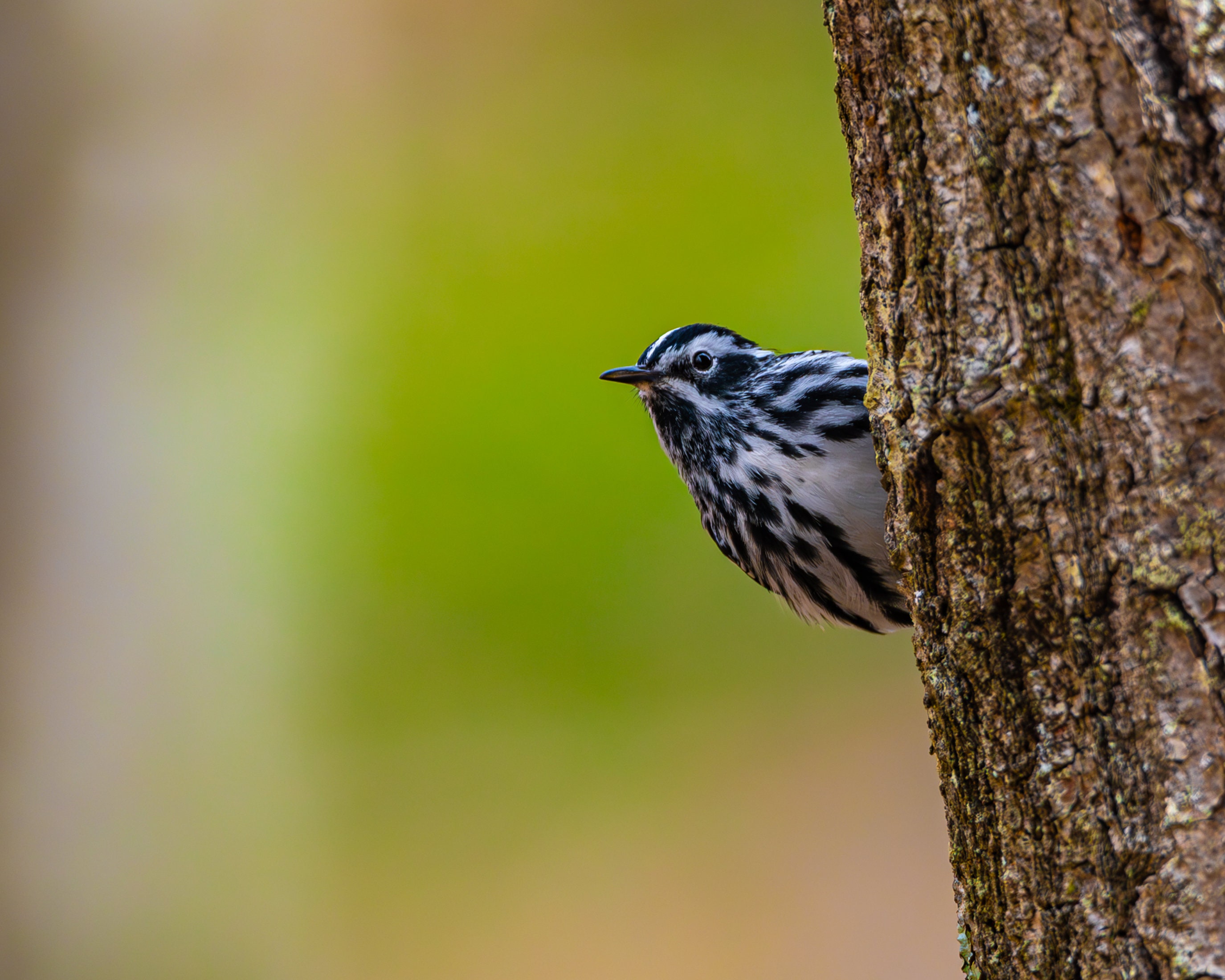 Black & White Warbler Print | Bird Photography | Wildlife Landscape ...