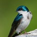 Tree Swallow Print | Bird Photography | Nature Wall Art | Wildlife ...