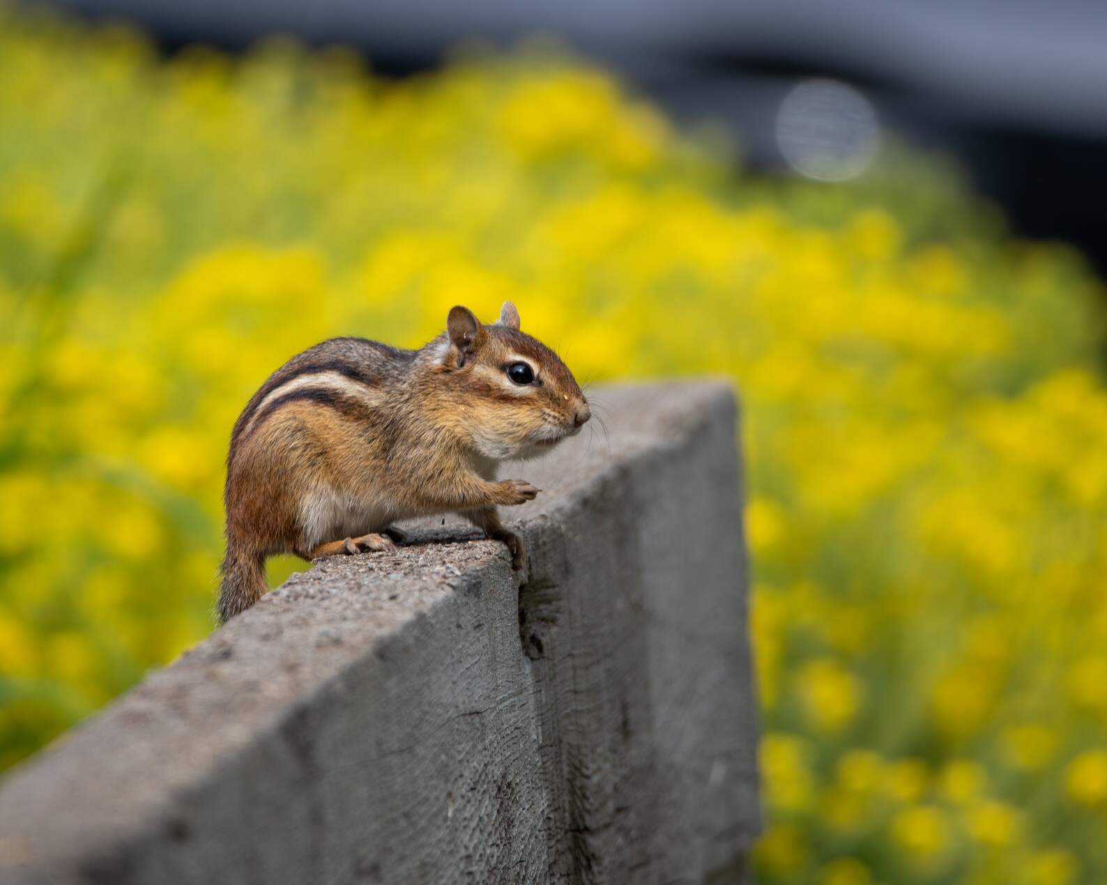 Chipmunk Print | Wildlife Photography | Nature Landscape | Chipmunk ...