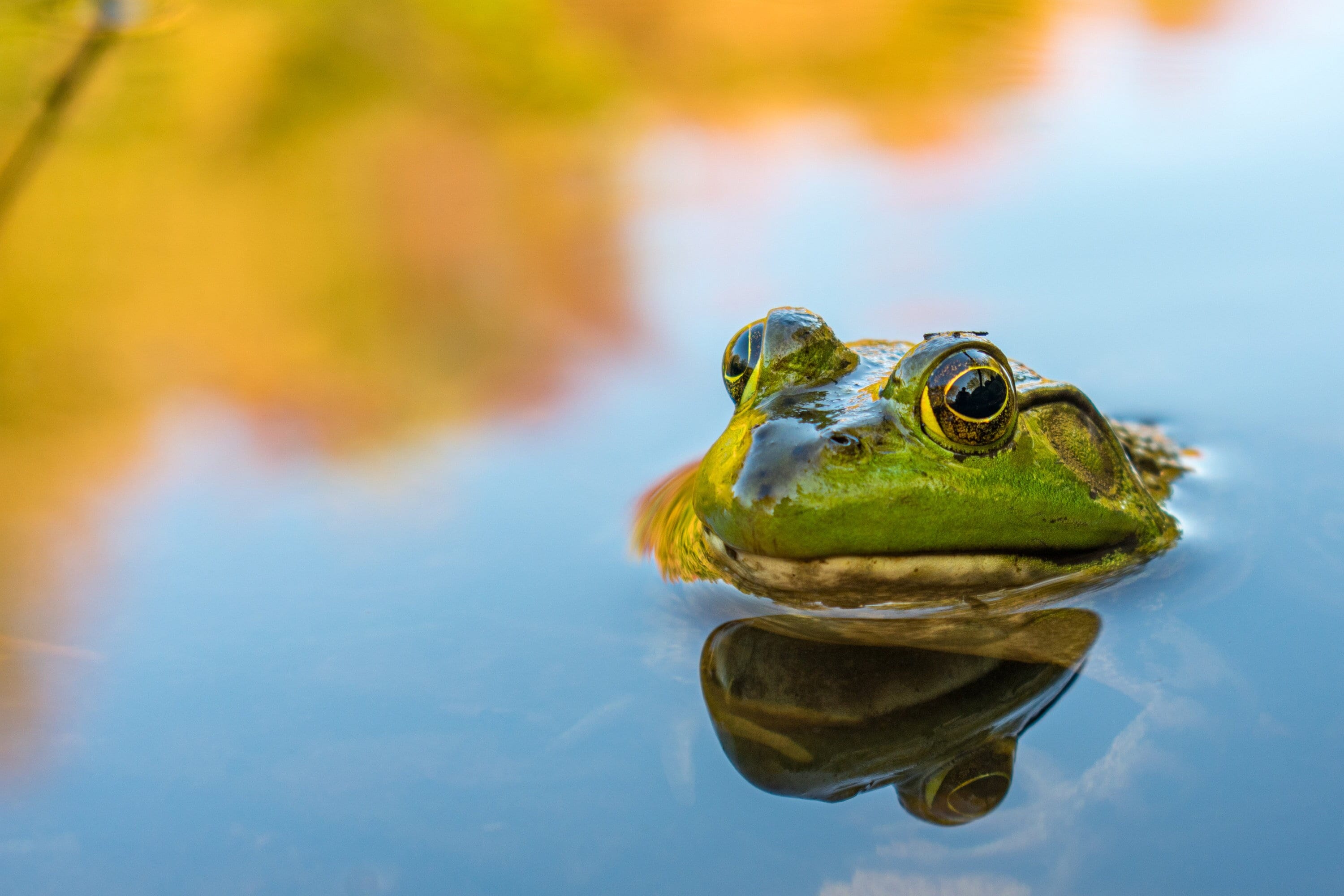 Frog Print | Wildlife Photography | Nature Landscape | Frog Wall Art ...
