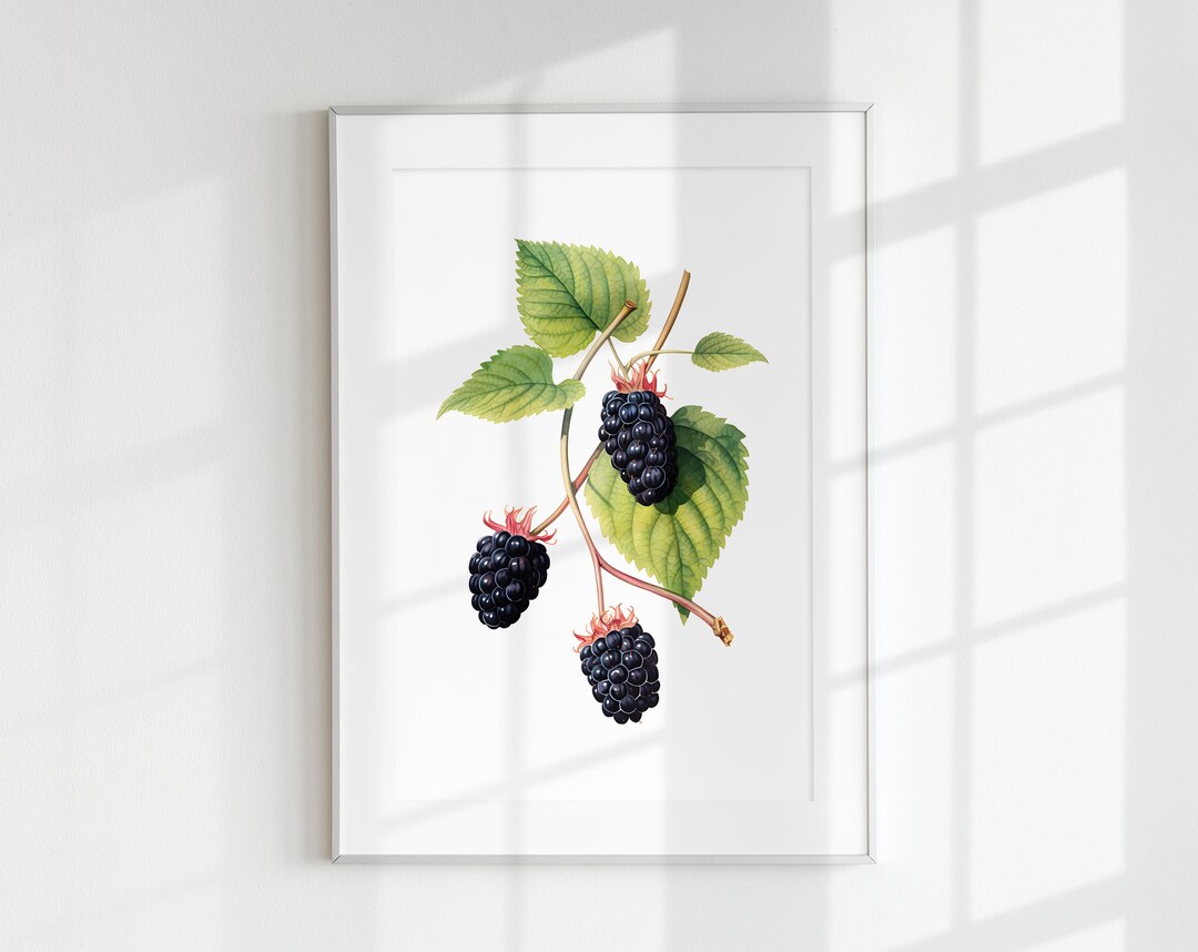 Blackberry Print, Fruit Print, Flower Print, Botanical Fruits ...