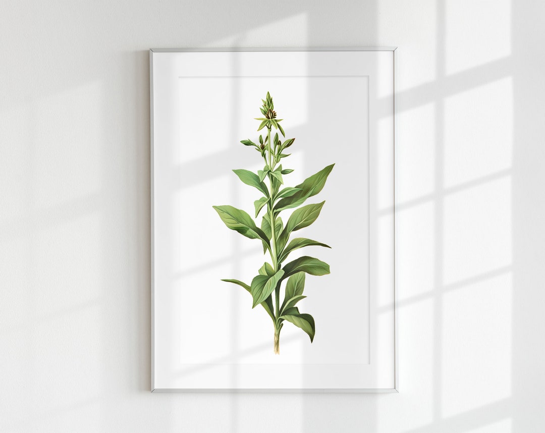 Sage Print, Herb Print, Flower Print, Botanical Herb, Sage Leaf, Wall ...