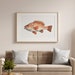 Grouper Print, Fish Print, Grouper, Wall Art, Wall Print, Fish Poster ...