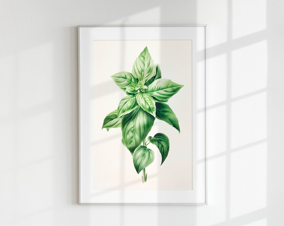 Basil Print, Herb Print, Flower Print, Botanical Herb, Basil Leaf, Wall ...