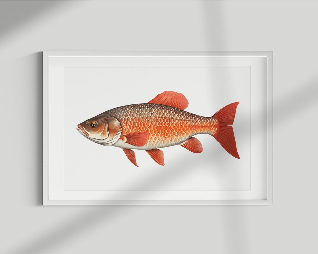 Carp Print, Fish Print, Carp, Wall Art, Wall Print, Fish Poster, Fish ...