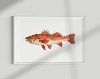 Grouper Print, Fish Print, Grouper, Wall Art, Wall Print, Fish Poster ...