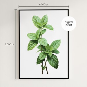 Mint Wall Art PRINTABLE Mentha Herb Tea Fresh Wild Leaf Minimal Poster ...