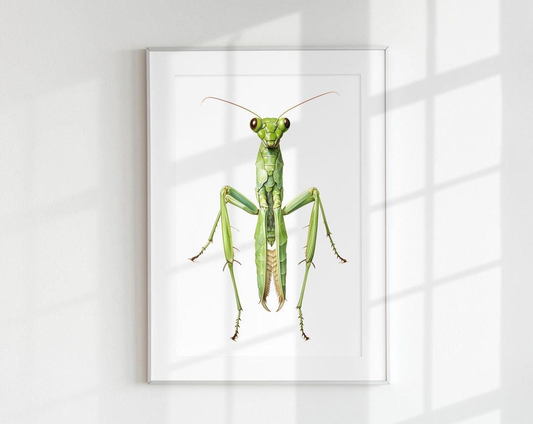 Praying Mantis Print, Bug Print, Insect Print, Botanical Guide, Praying ...