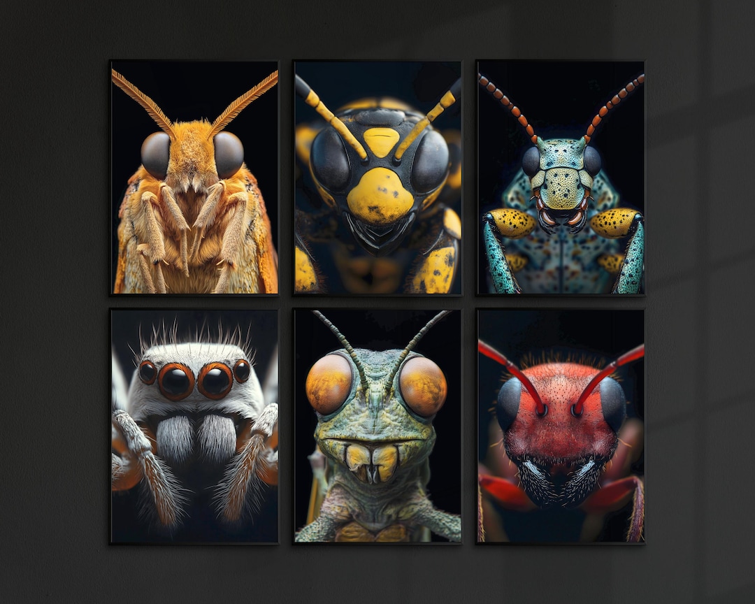 Insects Bugs Photo Bundle Posters Prints Set of 6 Printable Wall Art ...