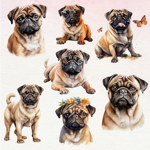 Pug Clipart Bundle | 27 Watercolor Pugs PNG Pug Puppy Clipart, Cute Pug ...