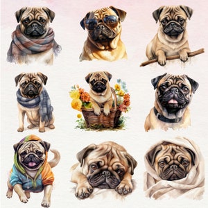 Pug Clipart Bundle | 27 Watercolor Pugs PNG Pug Puppy Clipart, Cute Pug ...