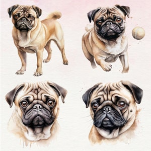 Pug Clipart Bundle | 27 Watercolor Pugs PNG Pug Puppy Clipart, Cute Pug ...