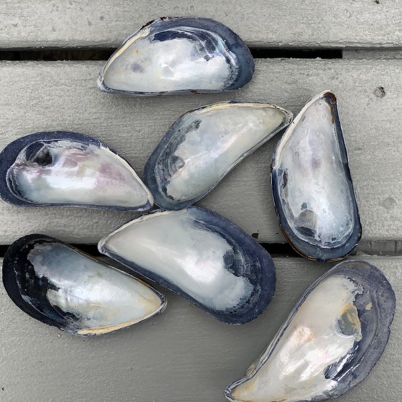 Shell Wreaths Mussel - Etsy