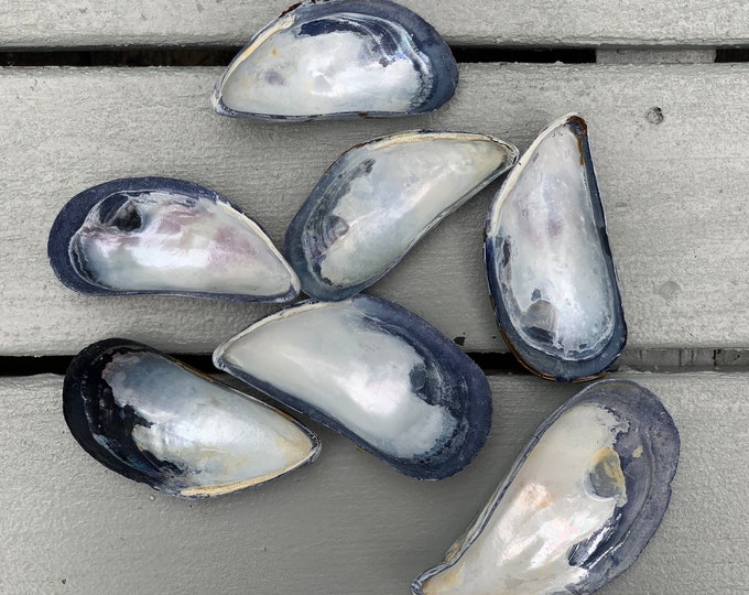 50 3 Bulk Mussel Shells, Mussel Shells, Beach Supplies, Coastal ...