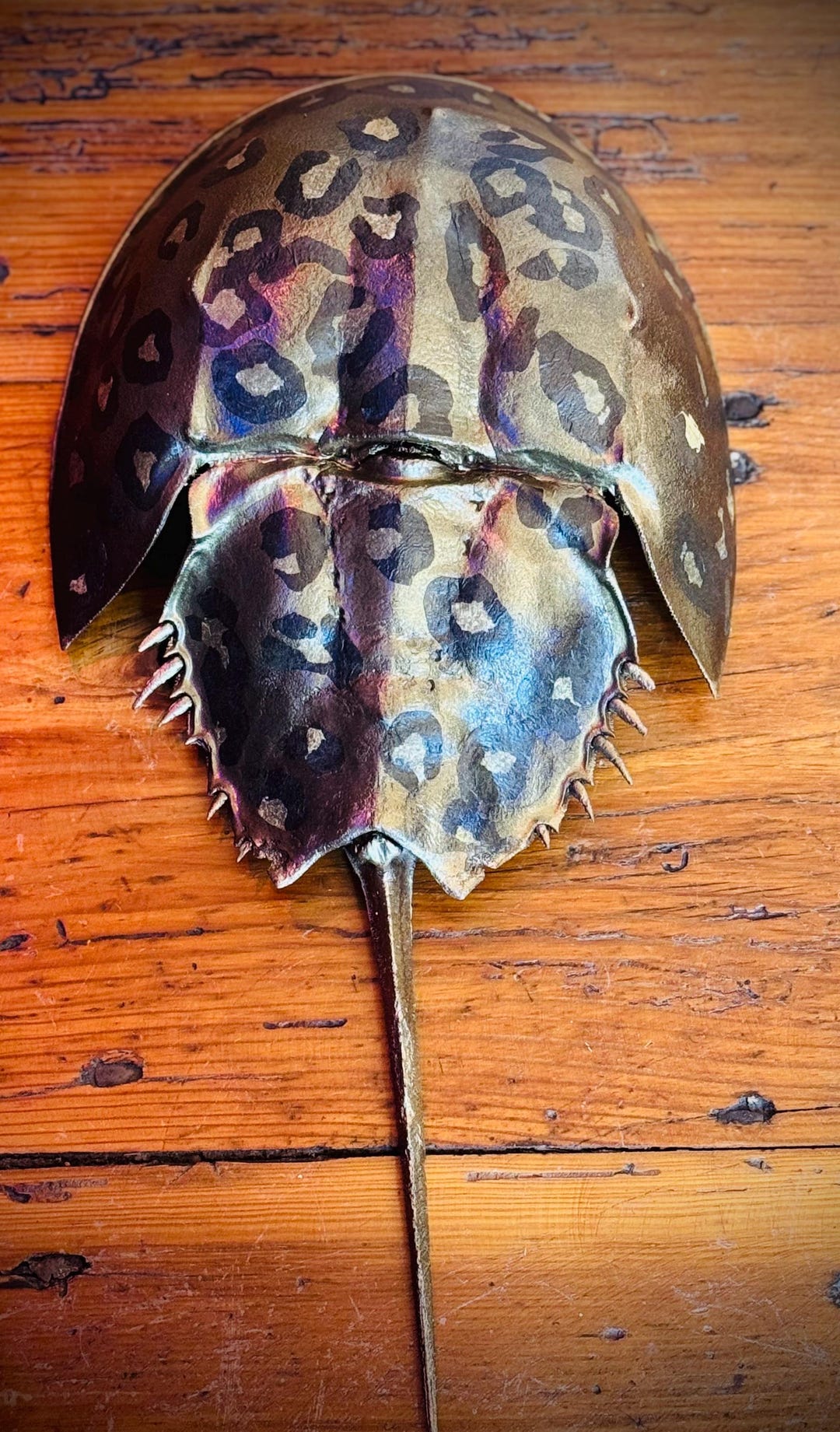 Hand Decorated Horseshoe Crab, Molt – Coastal Wall Art – One of a Kind ...