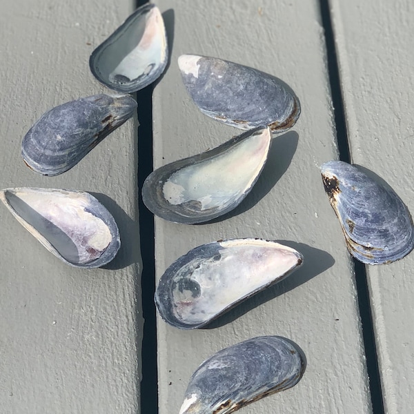 Mussel Shells - Etsy
