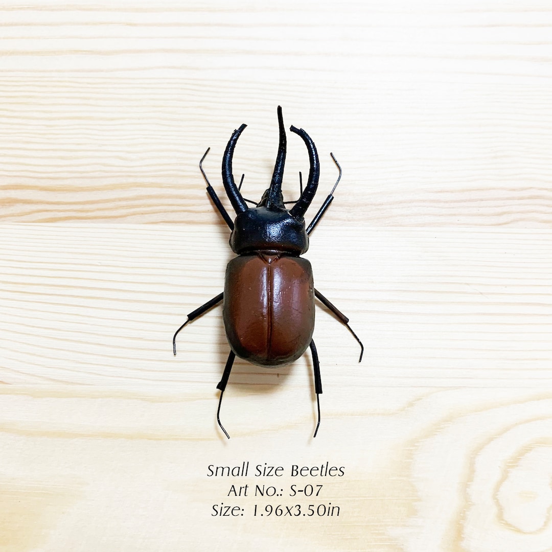 Small Size Handmade Clay Magnet Beetle Figurine Realistic Beetle Model ...