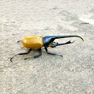 Bug Magnet, Large Size Handmade Clay Magnet Beetle Figurine Realistic ...